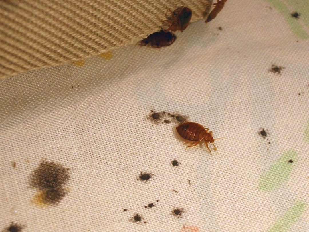 ¿Tu colchón tiene chinches? Descubre cómo saberlo en 5 minutos